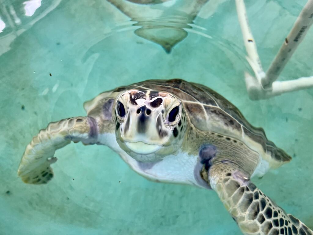 Turtle Season: Whitney Lab Sea Turtle Hospital Update - Flagler News Weekly