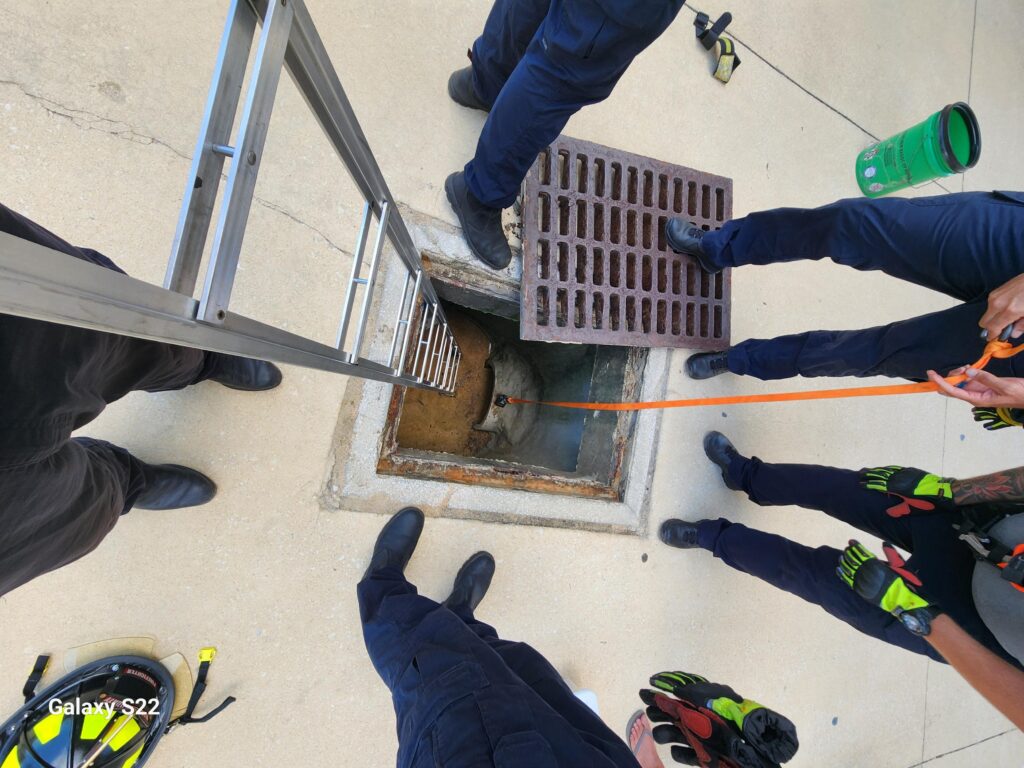 FCFR Turns ‘Turtle Rescue’ Wednesday as it Assists Flagler Turtle ...
