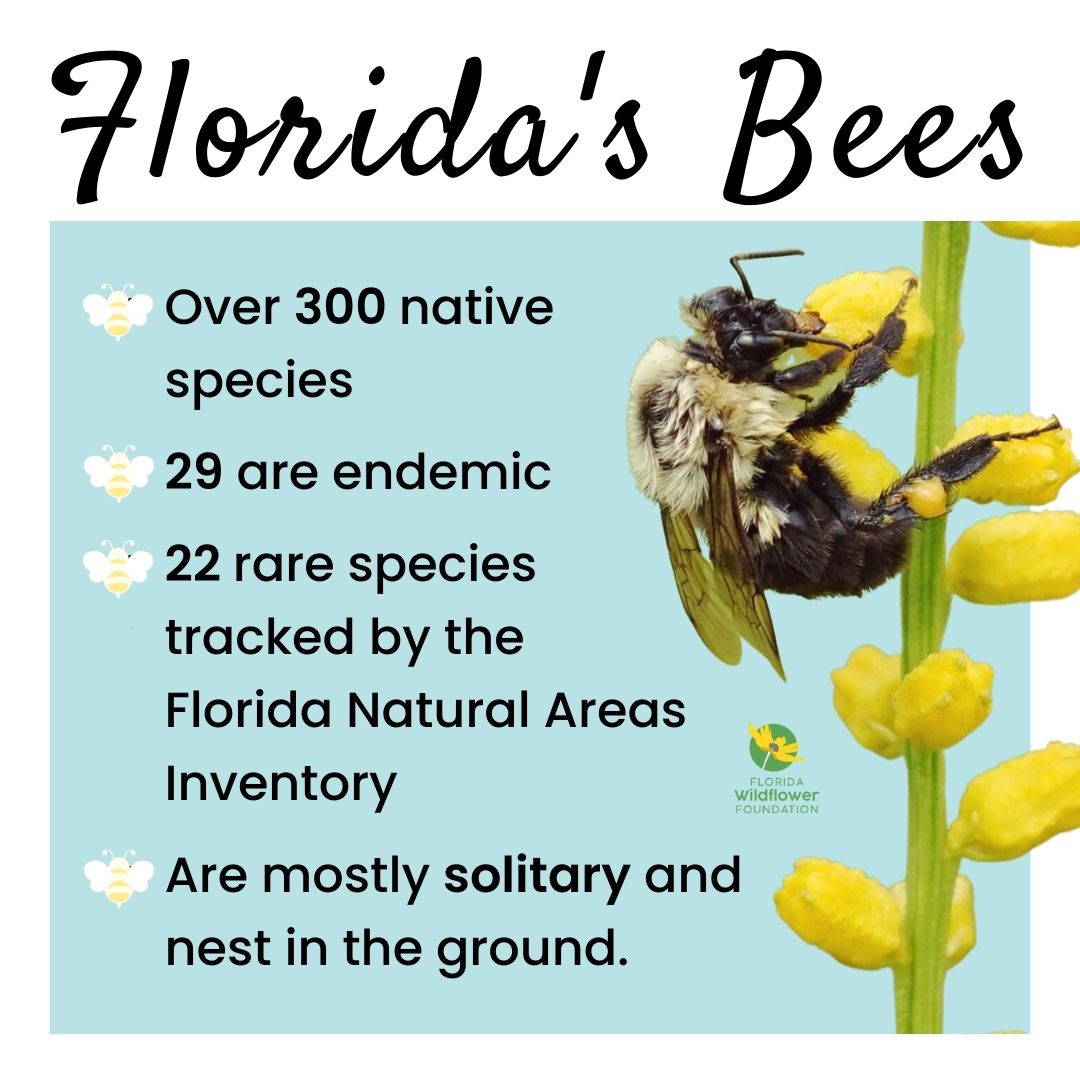 Bee Species In Florida
